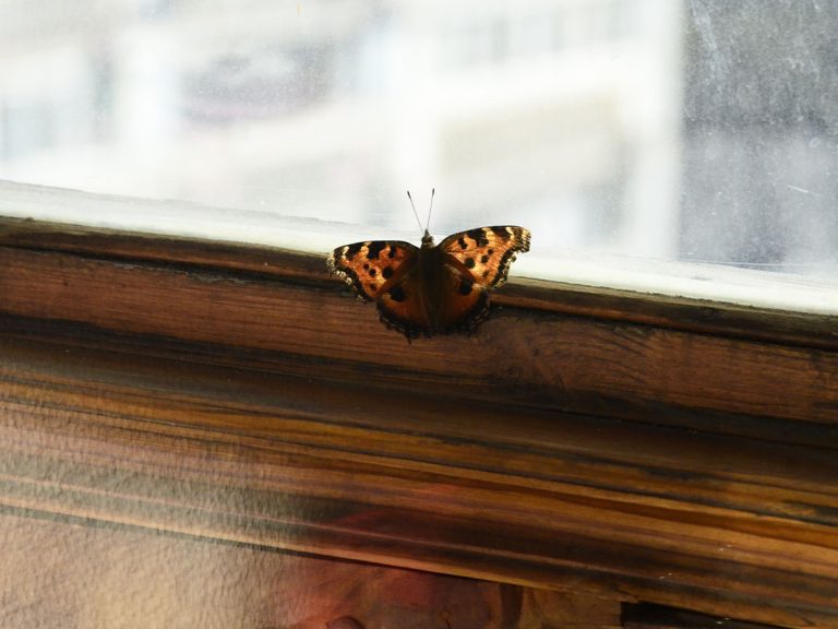 ¿Qué significa que estos insectos entren a tu casa? | Familias